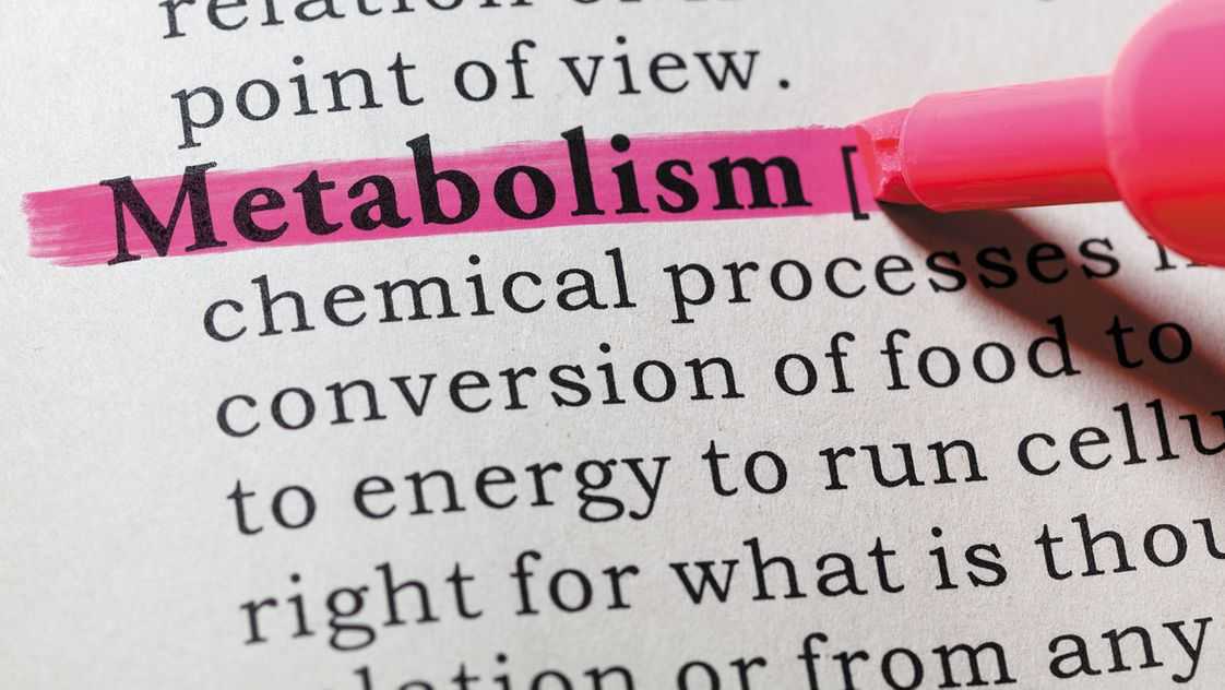 Metabolismo E Taxa Metabólica Basal Explicada - PuroMD