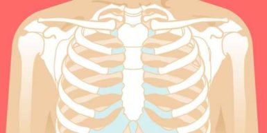 Clavícula (Clavícula Humana) Anatomia, Peças, Localização E Funções ...