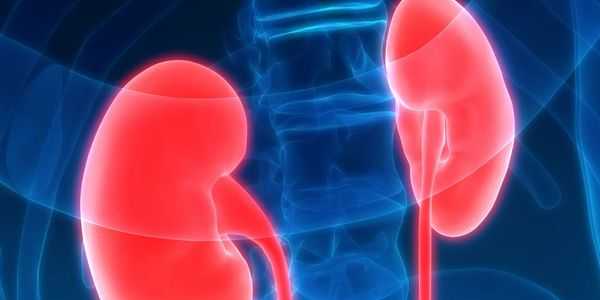 Níveis Elevados De Ureia No Sangue (Azotemia, Uremia) - PuroMD