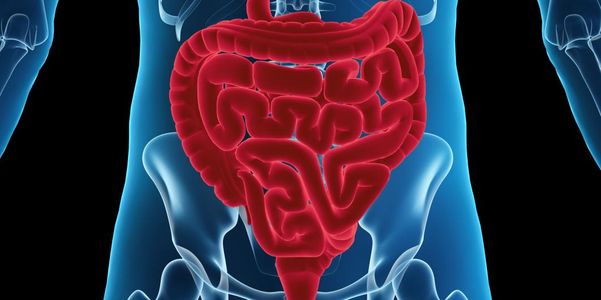Infecção Intestinal (pequenas, Grandes Intestinos) Causas, Sintomas ...