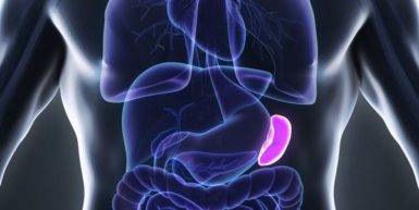 Localização, Anatomia E Função Do Baço - PuroMD