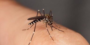 Como Tratar Picadas De Insetos E Picadas - PuroMD