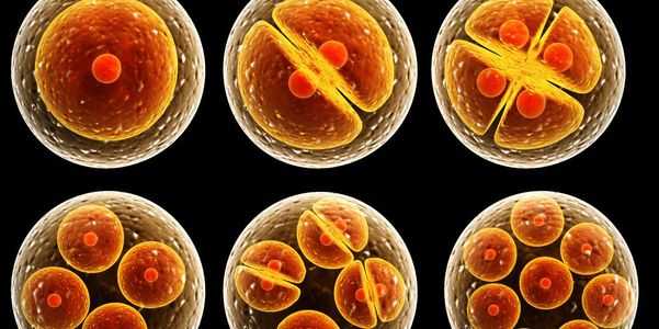 Diagrama De Células Humanas, Peças, Imagens, Estrutura E Funções - PuroMD