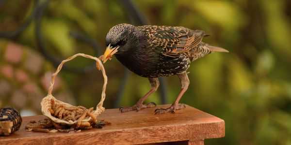 Tipos De Lombrigas (infecção Por Nematódeos), Sintomas, Tratamento - PuroMD